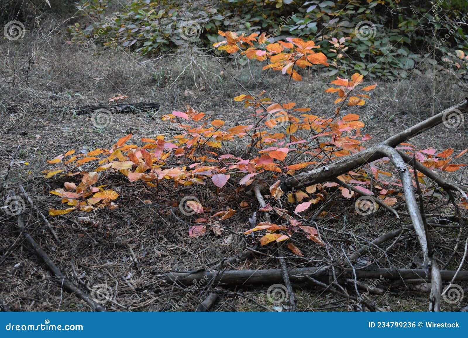 Broken Autumn Tree Branch with Colorful Leaves. Stock Photo - Image of ...