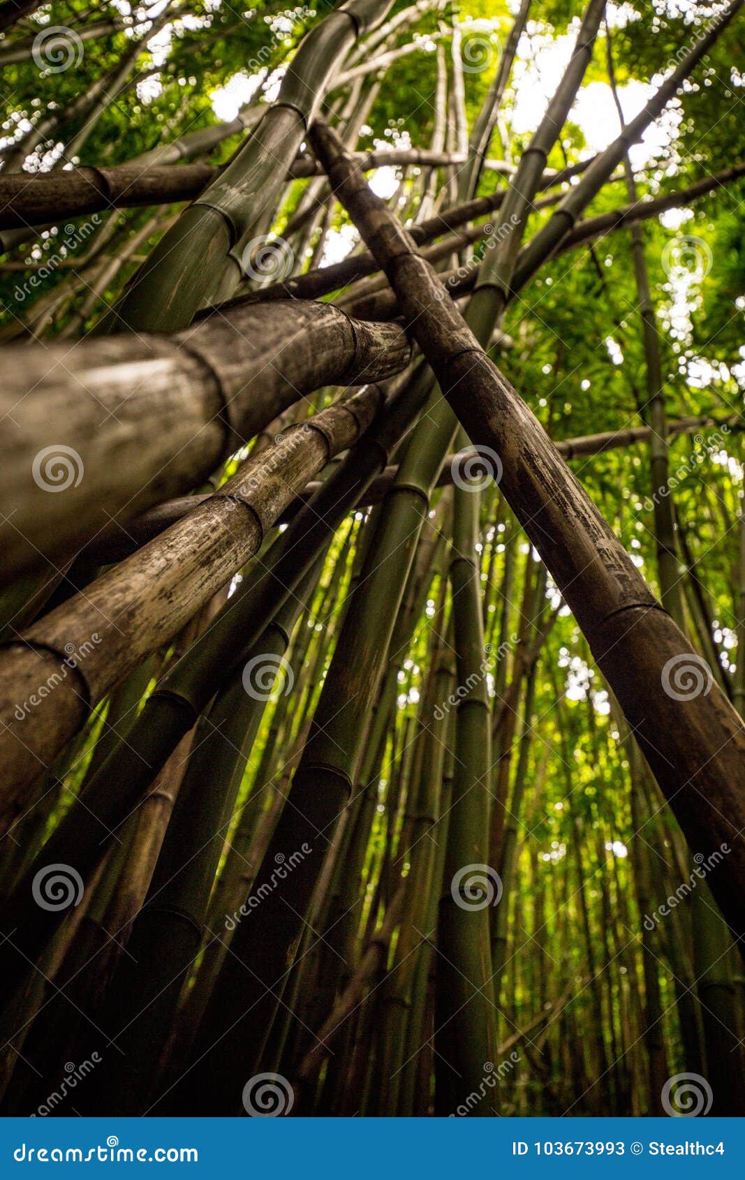 Broken bamboo stock image. Image of broken, bamboo, maui - 103673993