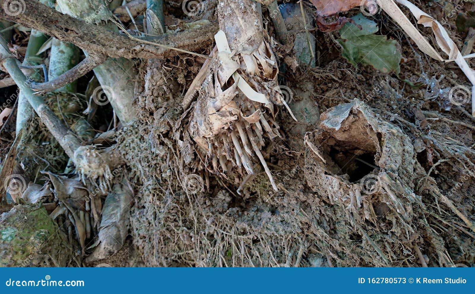Broken Bamboo Root Texture, Nature Stock Image - Image of brittle ...