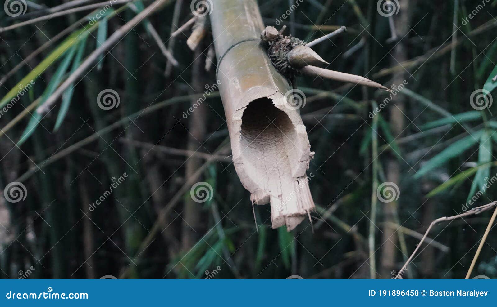Bamboo stock photo. Image of prepared, brown, dark, japanese - 191896450