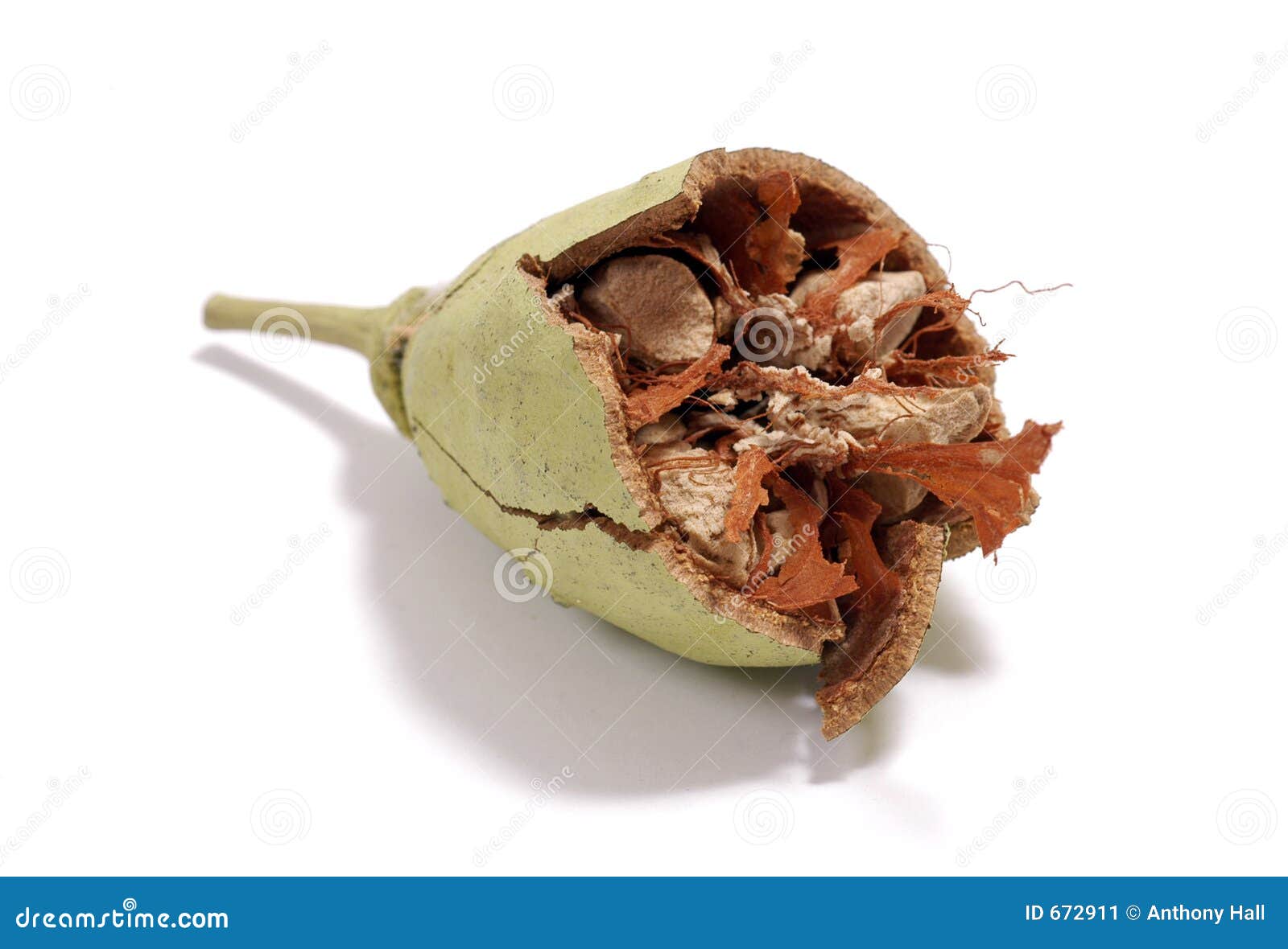 Broken Baobab Tree Fruit And Seeds. African Food Background Stock ...