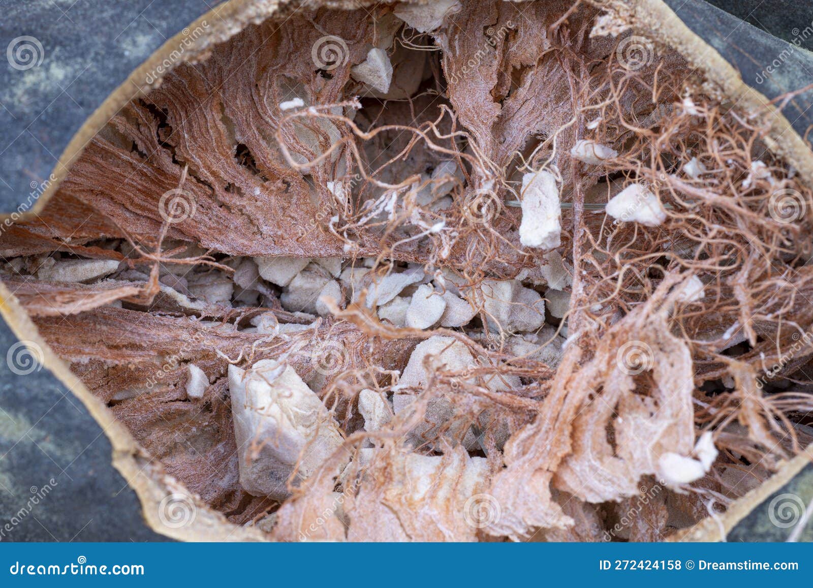 Broken Baobab Tree Fruit And Seeds. African Food Background Stock ...