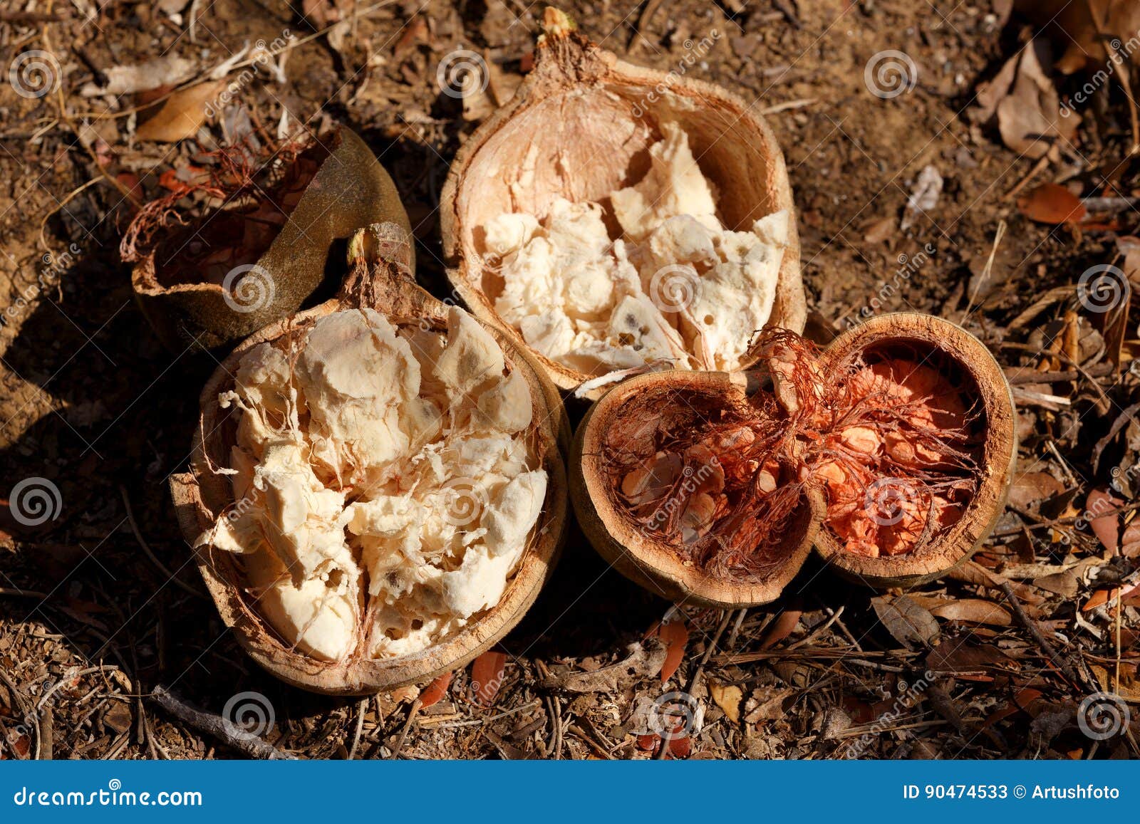 Broken Baobab Tree Fruit And Seeds. African Food Background Stock ...