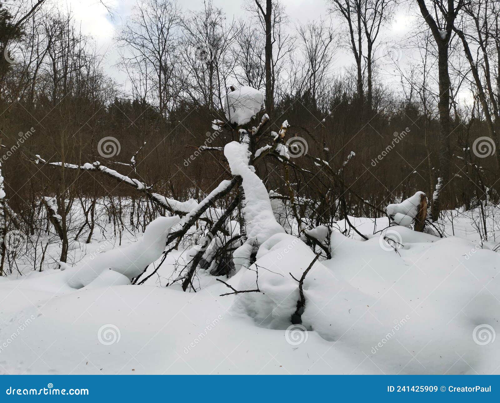 Broken Bare Trees Under Snow in Forest Stock Image - Image of freezing ...