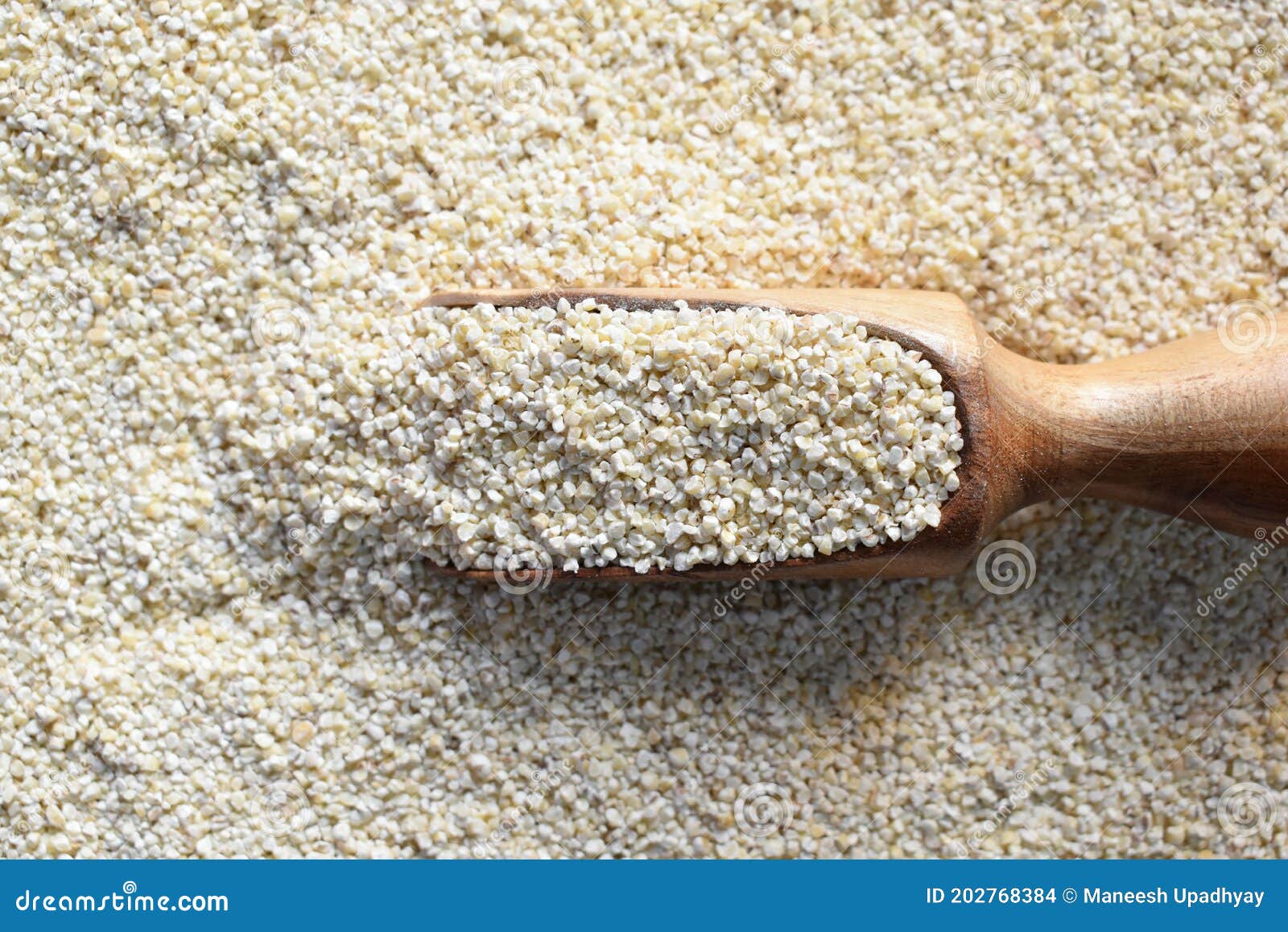 Broken Barley cereal grain stock photo. Image of kernels - 202768384