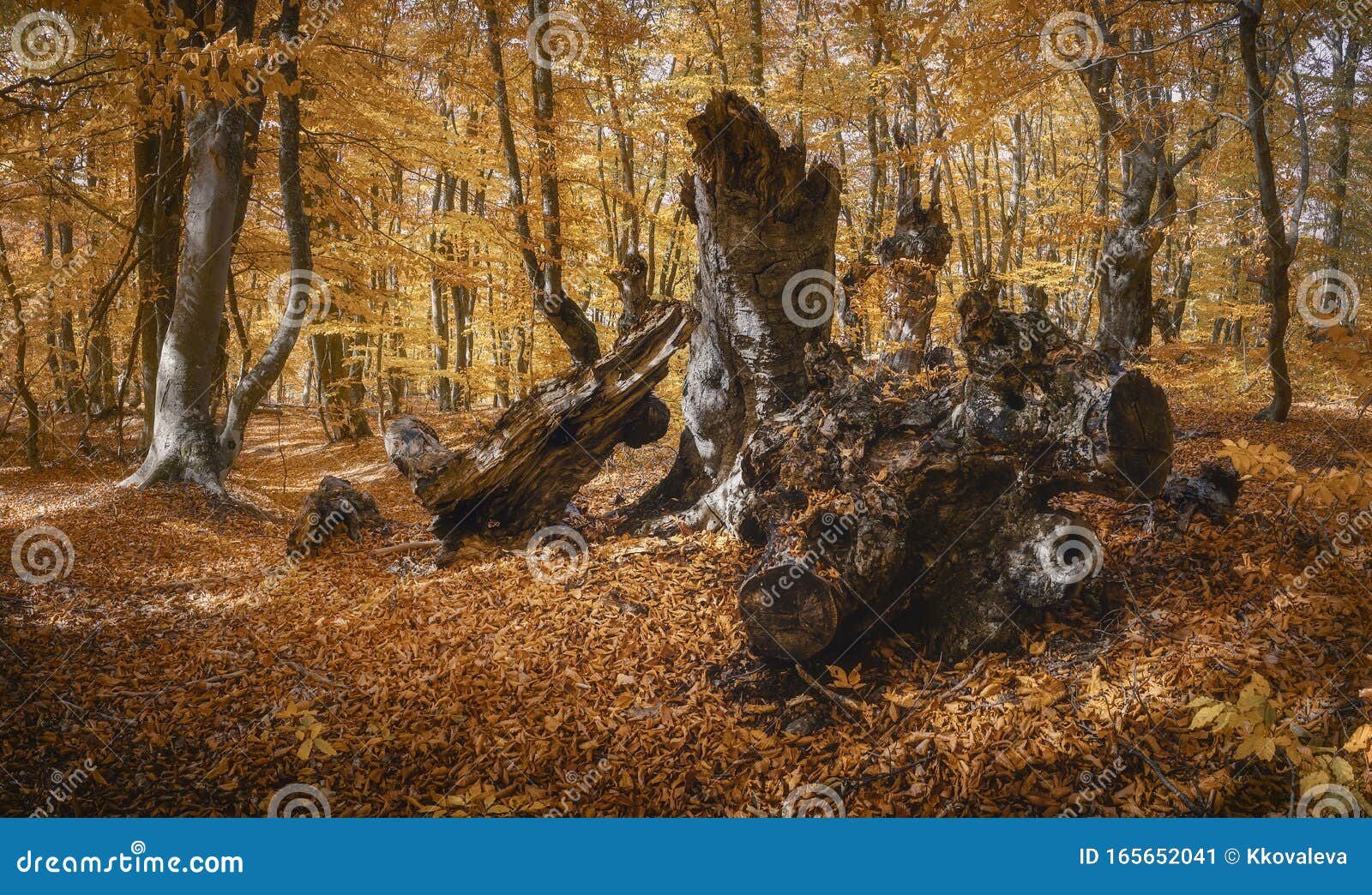 Broken Beech Tree in Autumn Forest Stock Image - Image of canada ...