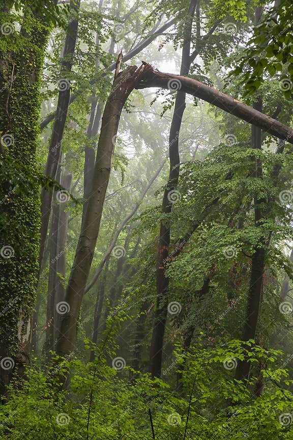 Broken beech tree stock image. Image of forest, northern - 249245213
