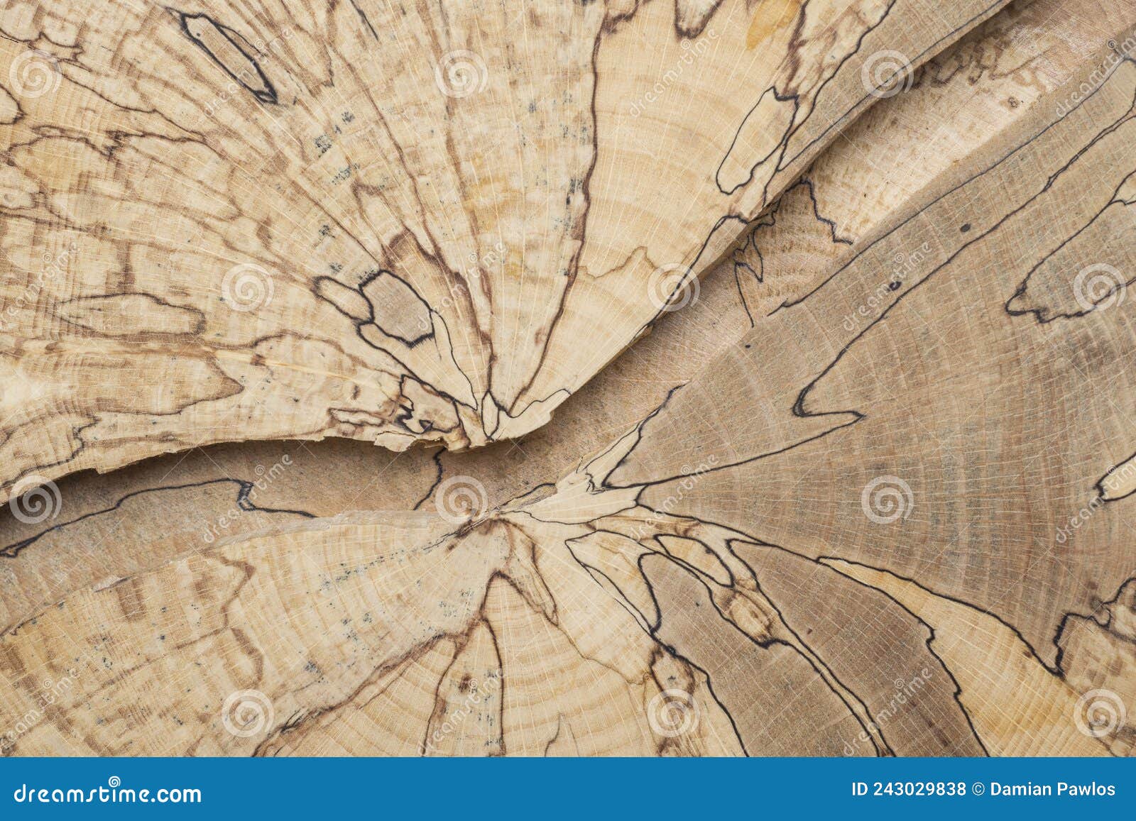 Broken Beech Wood Slice. Closeup of Cracked Beech Tree Cross-section ...