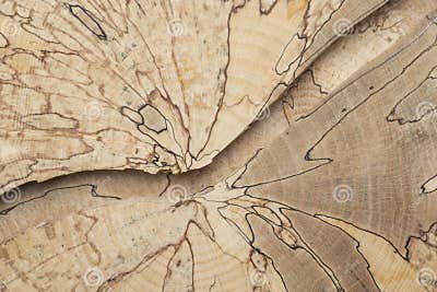 Broken Beech Wood Slice. Closeup of Cracked Beech Tree Cross-section ...