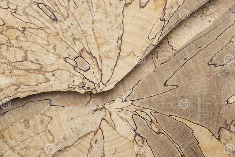 Broken Beech Wood Slice. Closeup of Cracked Beech Tree Cross-section ...