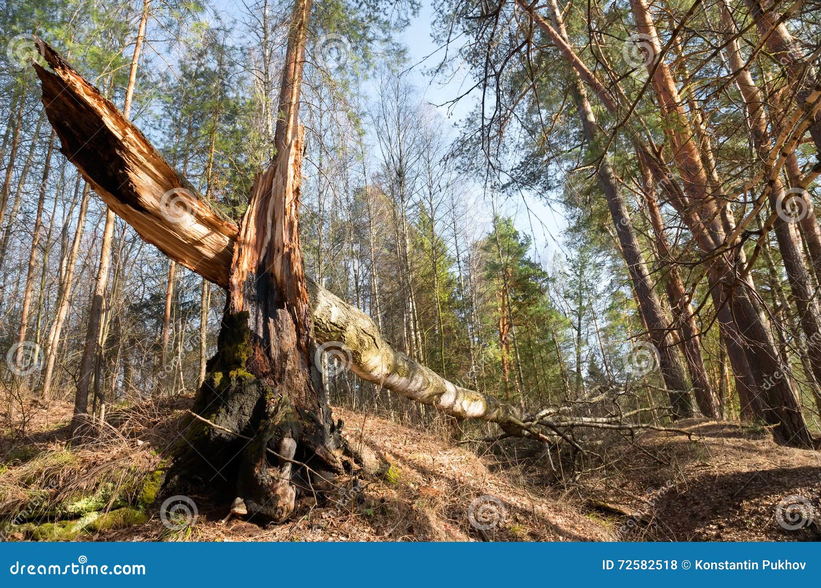 Broken big birch stock photo. Image of forest, ecology - 72582518