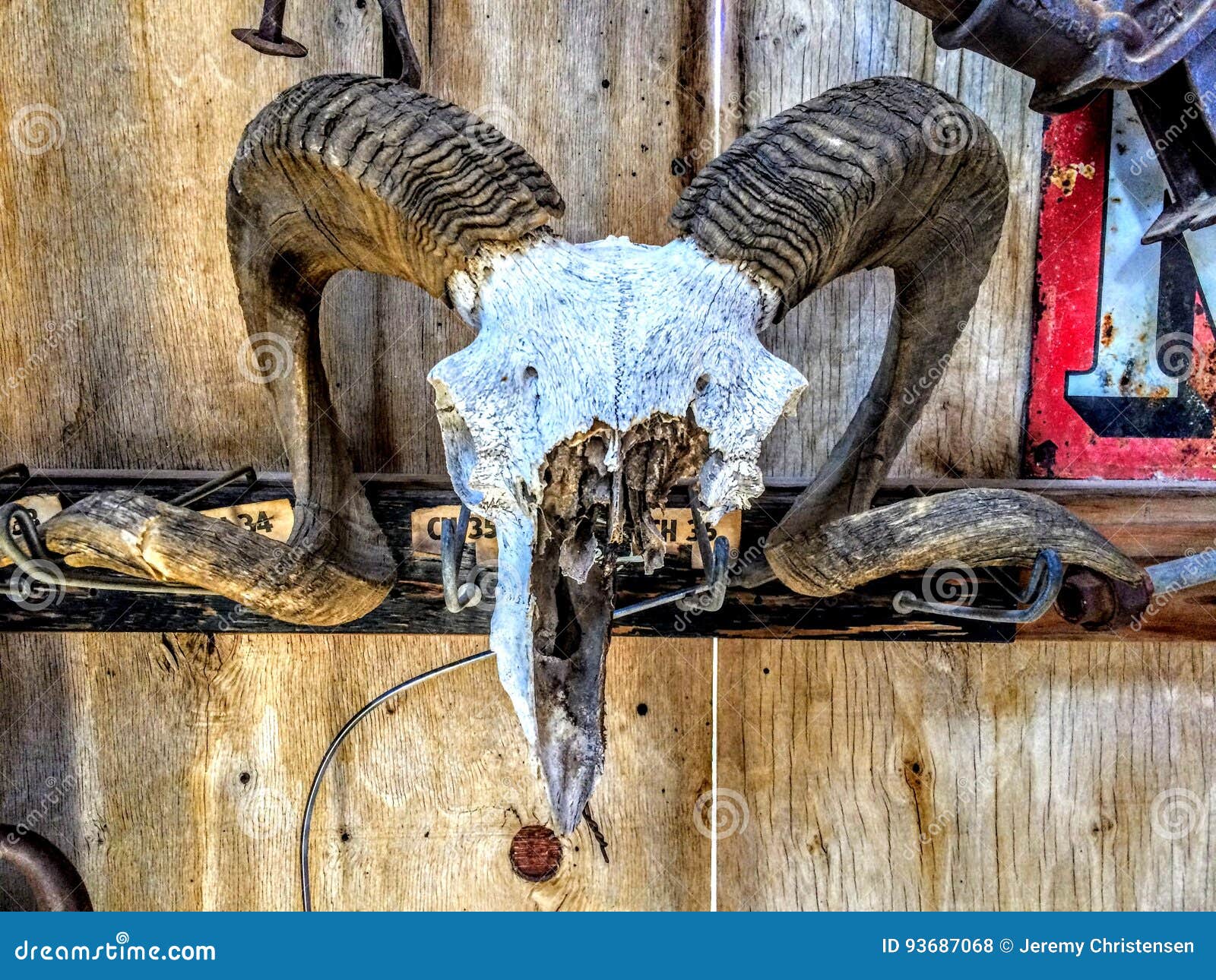 Sheep Skull Fossils Royalty-Free Stock Photography | CartoonDealer.com ...