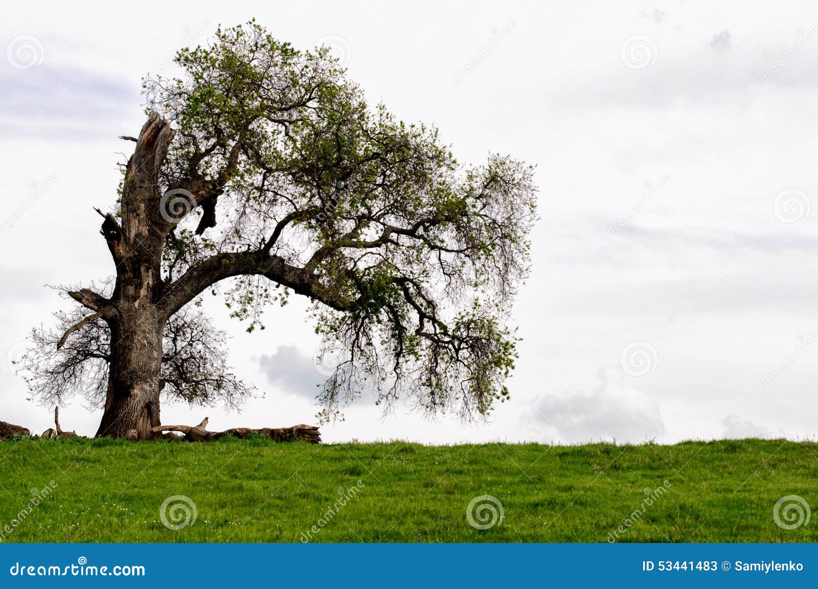 Broken big tree stock image. Image of damage, roots, fallen - 53441483