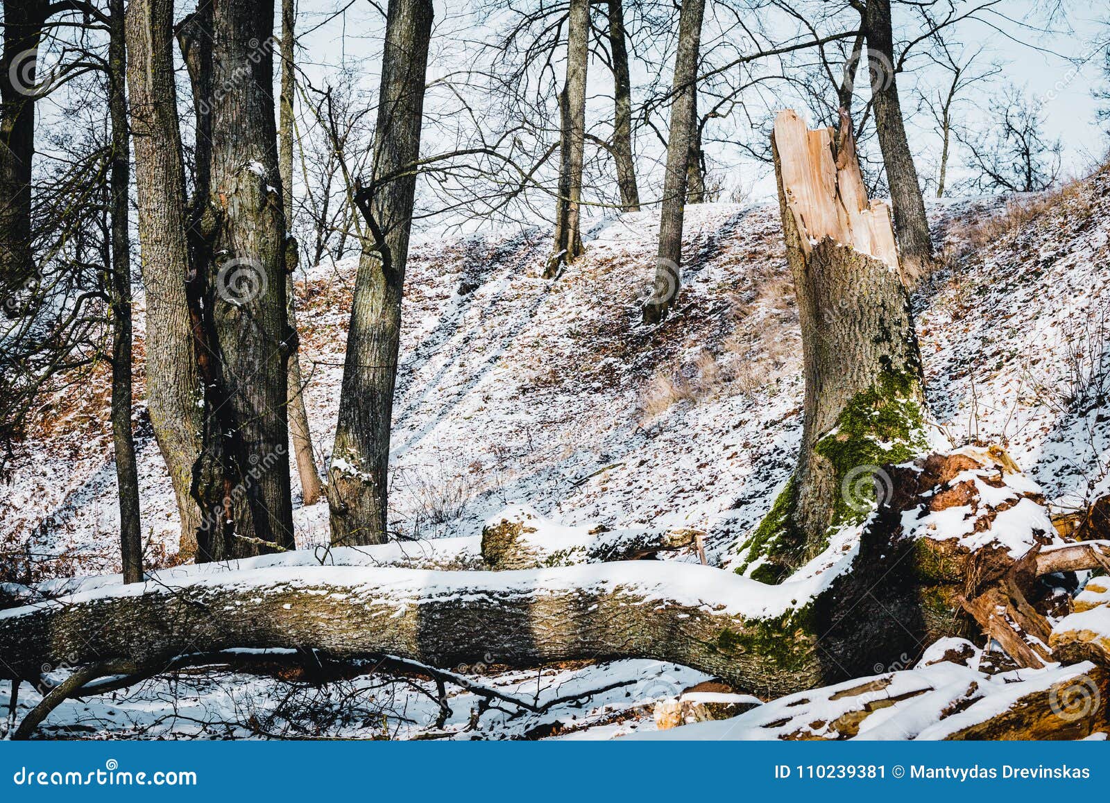 Broken big tree in winter stock image. Image of tree - 110239381