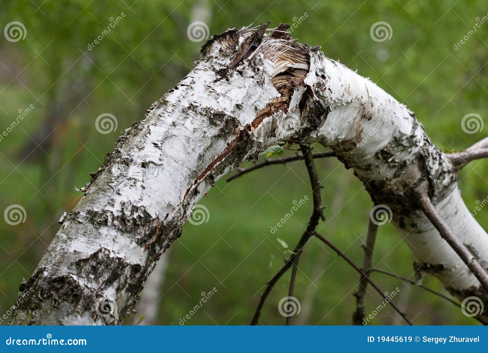 Broken birch stock image. Image of splinter, tree, broken - 19445619
