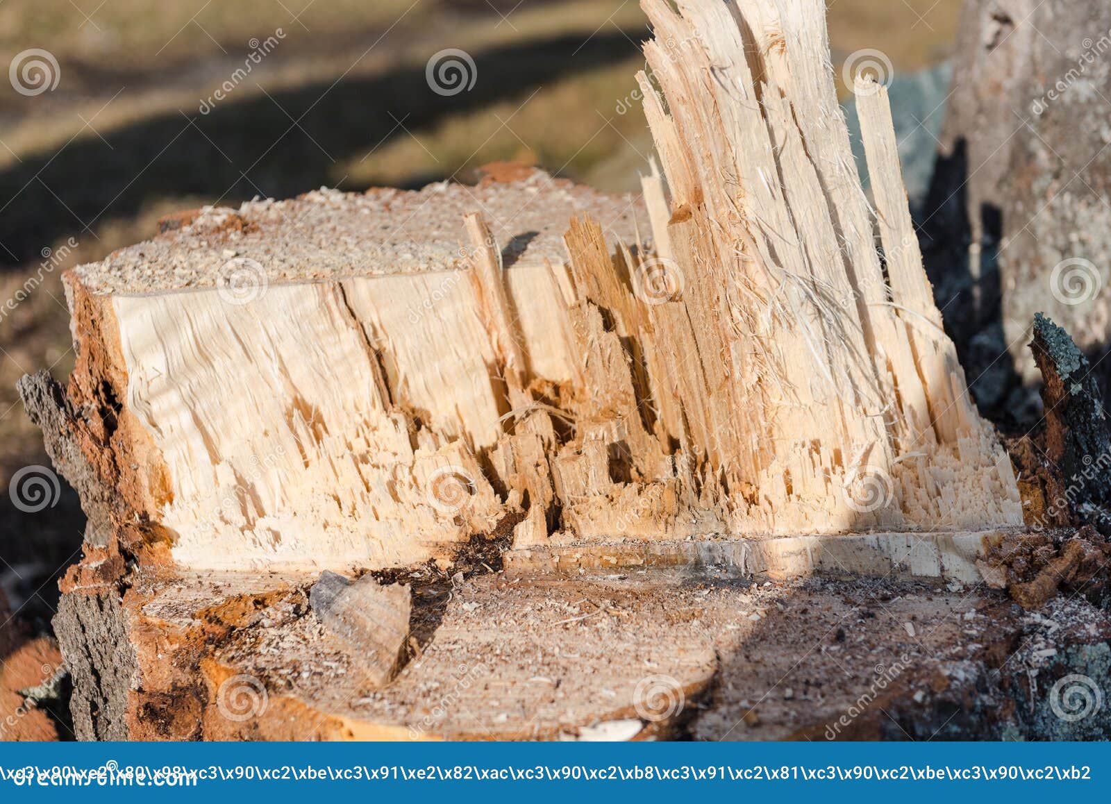 Broken Birch Closeup. Felled Birch. the Tree Fell Stock Photo - Image ...