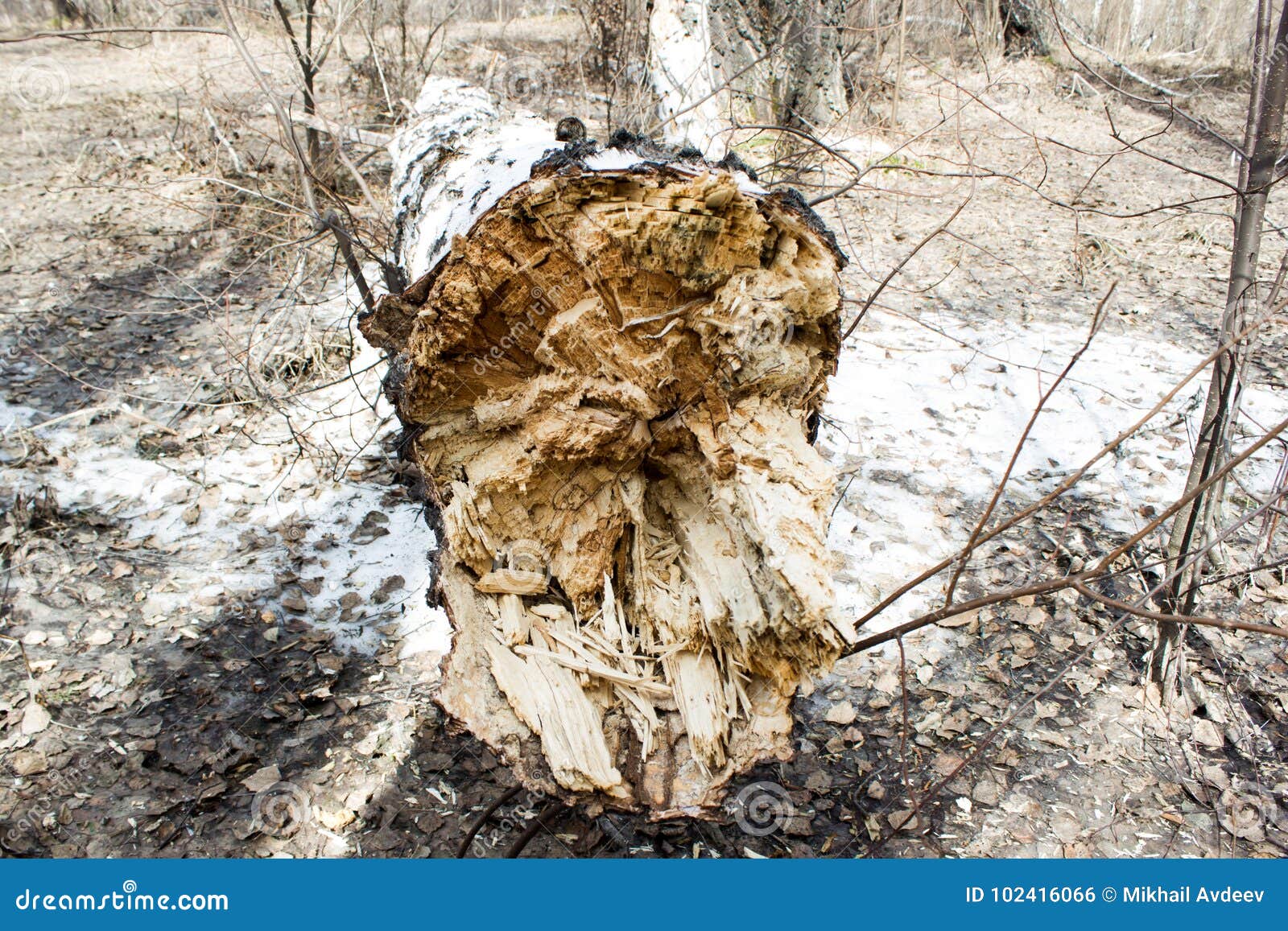 Broken birch tree stock photo. Image of natural, broken - 102416066
