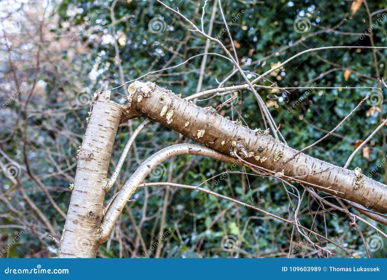 Broken Birch Tree in the Park Stock Image - Image of afterstorm, light ...