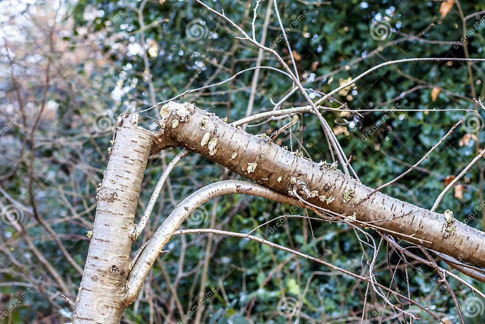 Broken Birch Tree in the Park Stock Image - Image of afterstorm, light ...