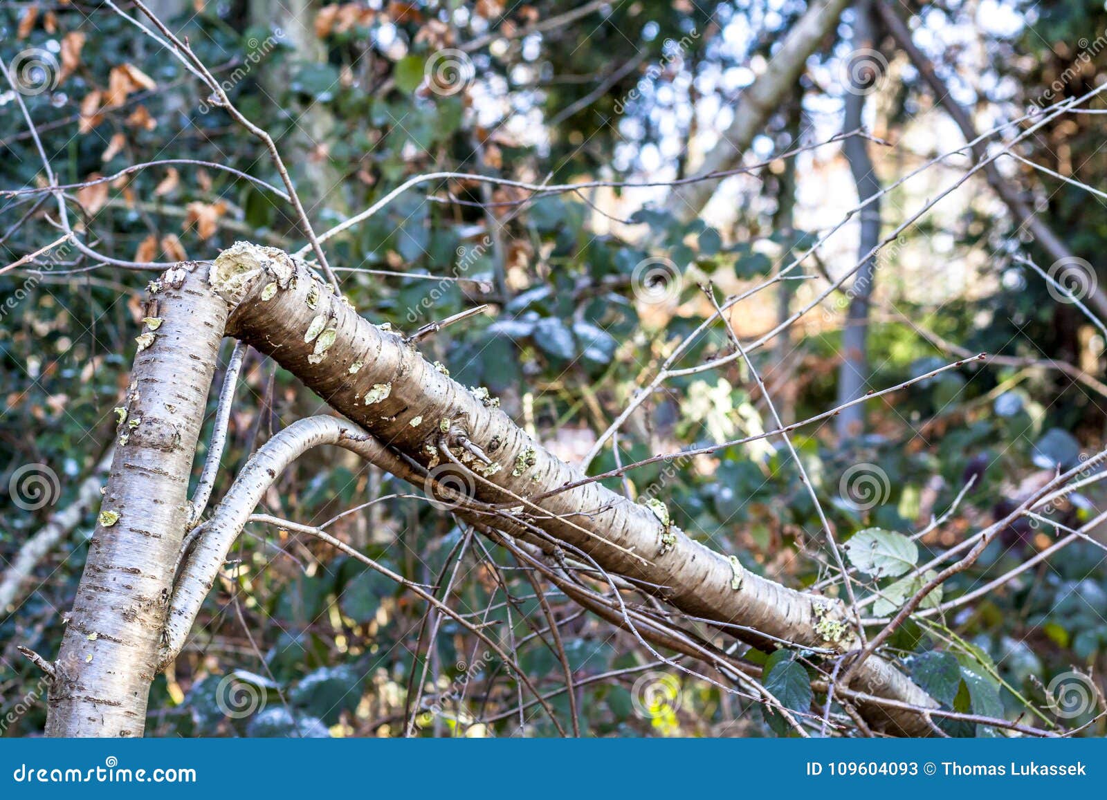 Broken Birch Tree in the Park Stock Image - Image of birchwood, lake ...