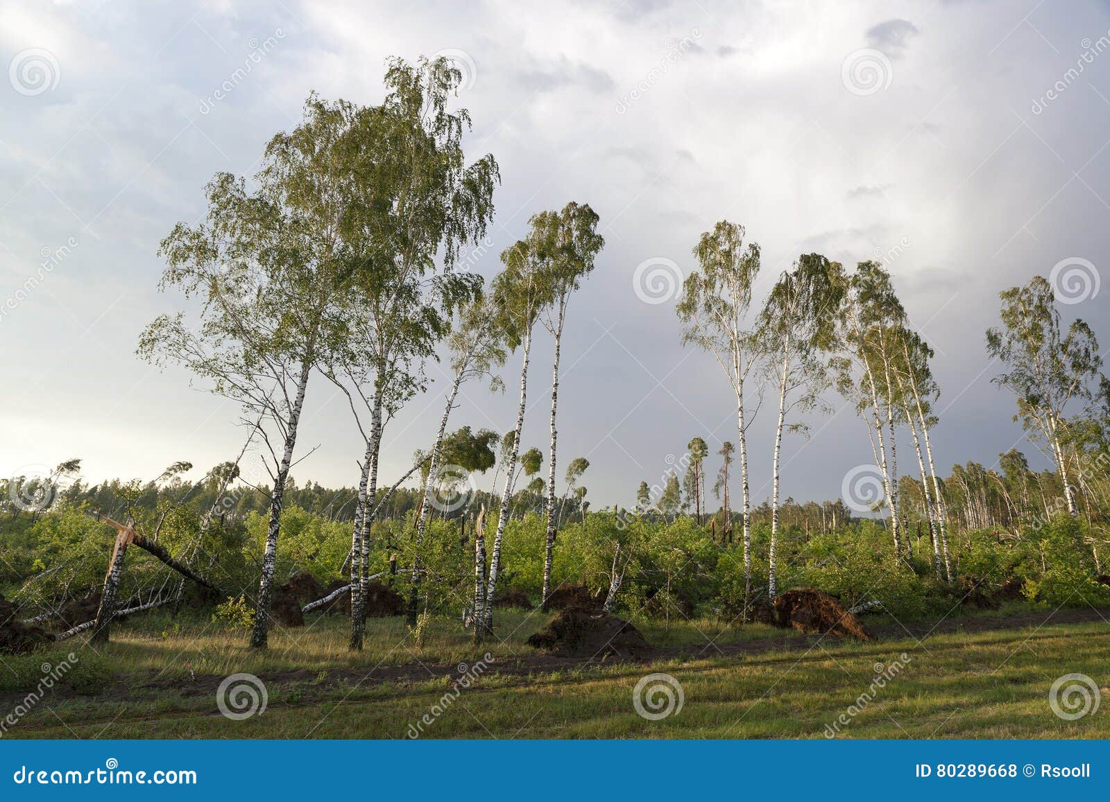 Broken Birch Tree after a Storm Stock Photo - Image of collapsing ...