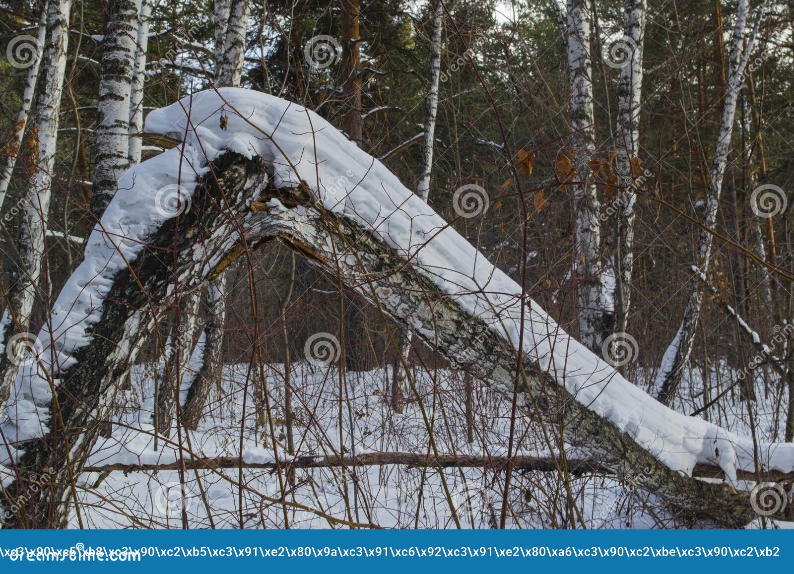 A Broken Birch Tree Under the Snow. Stock Image - Image of clouds ...