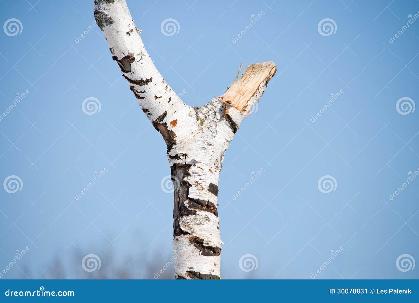 Broken birch tree stock image. Image of yshape, bark - 30070831