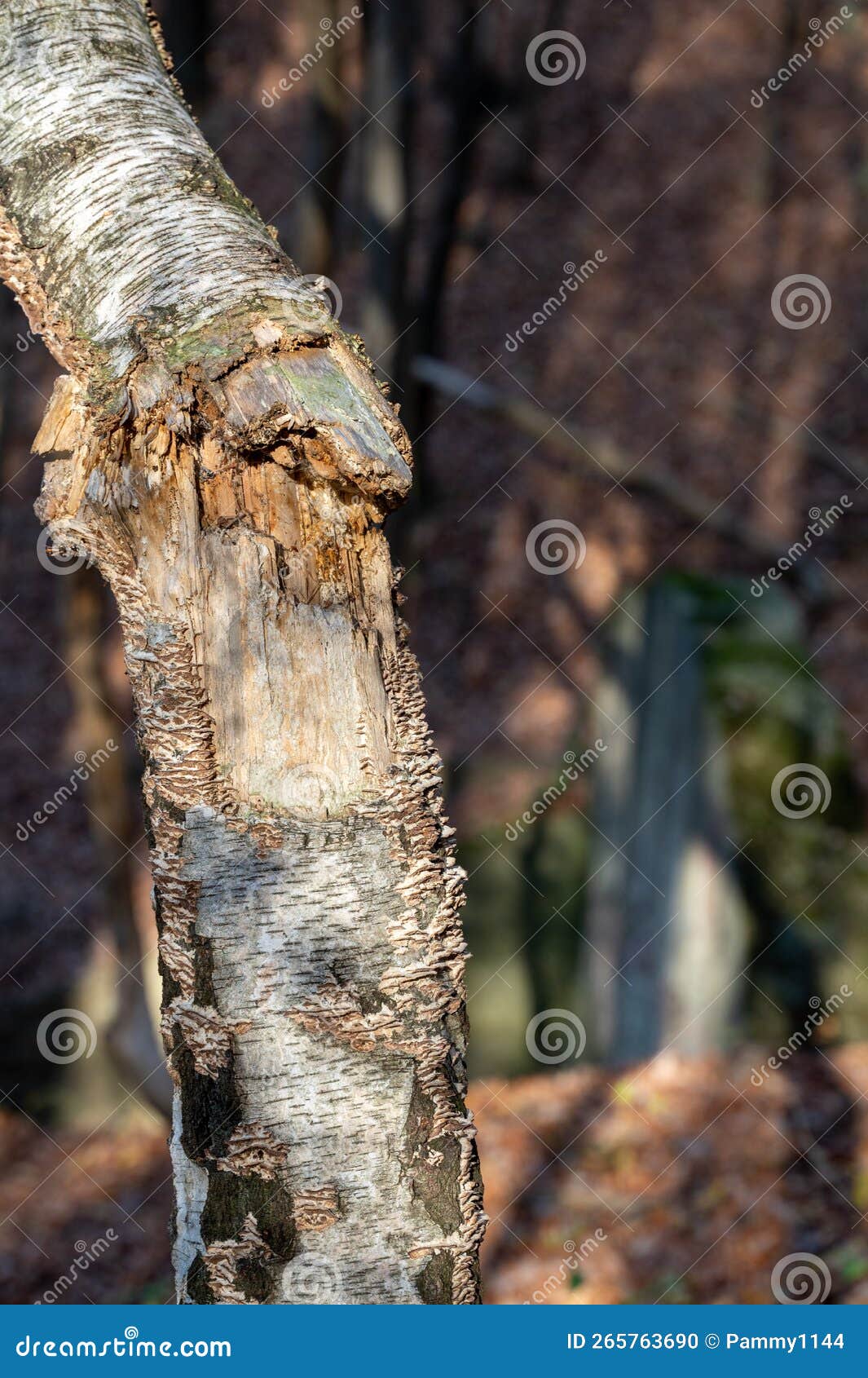Broken birch trunk stock photo. Image of plant, forest - 265763690