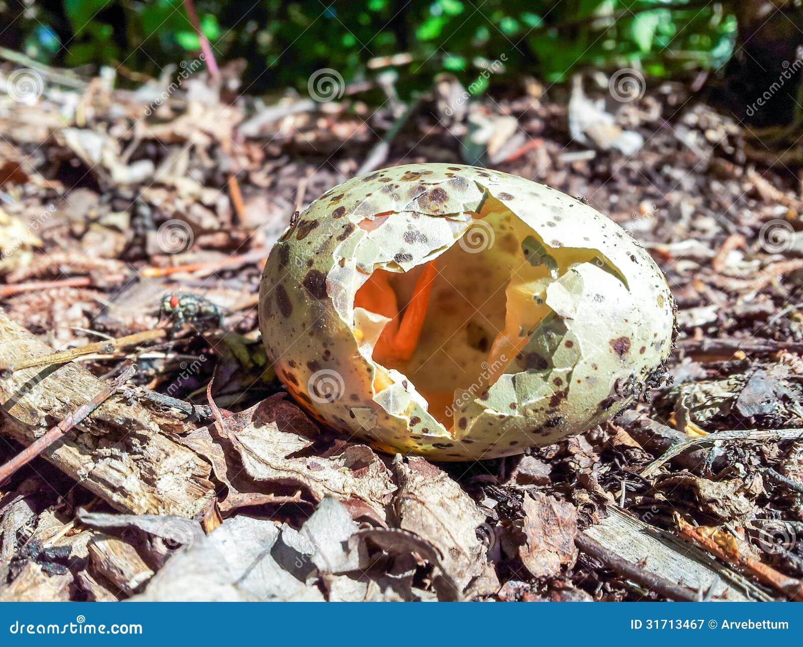 Broken bird egg stock image. Image of dropped, single - 31713467