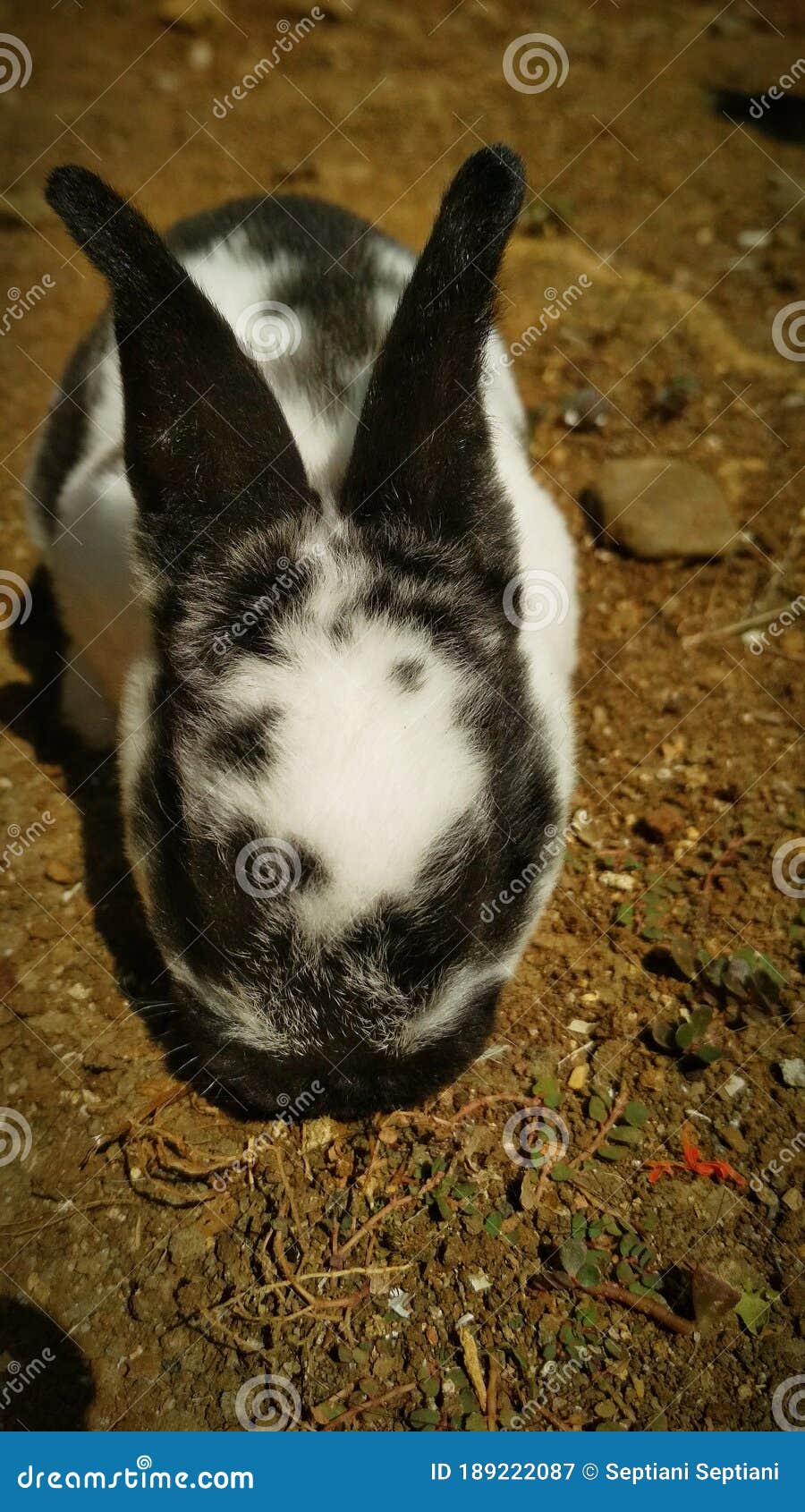 Broken black little rabbit stock image. Image of kitten - 189222087