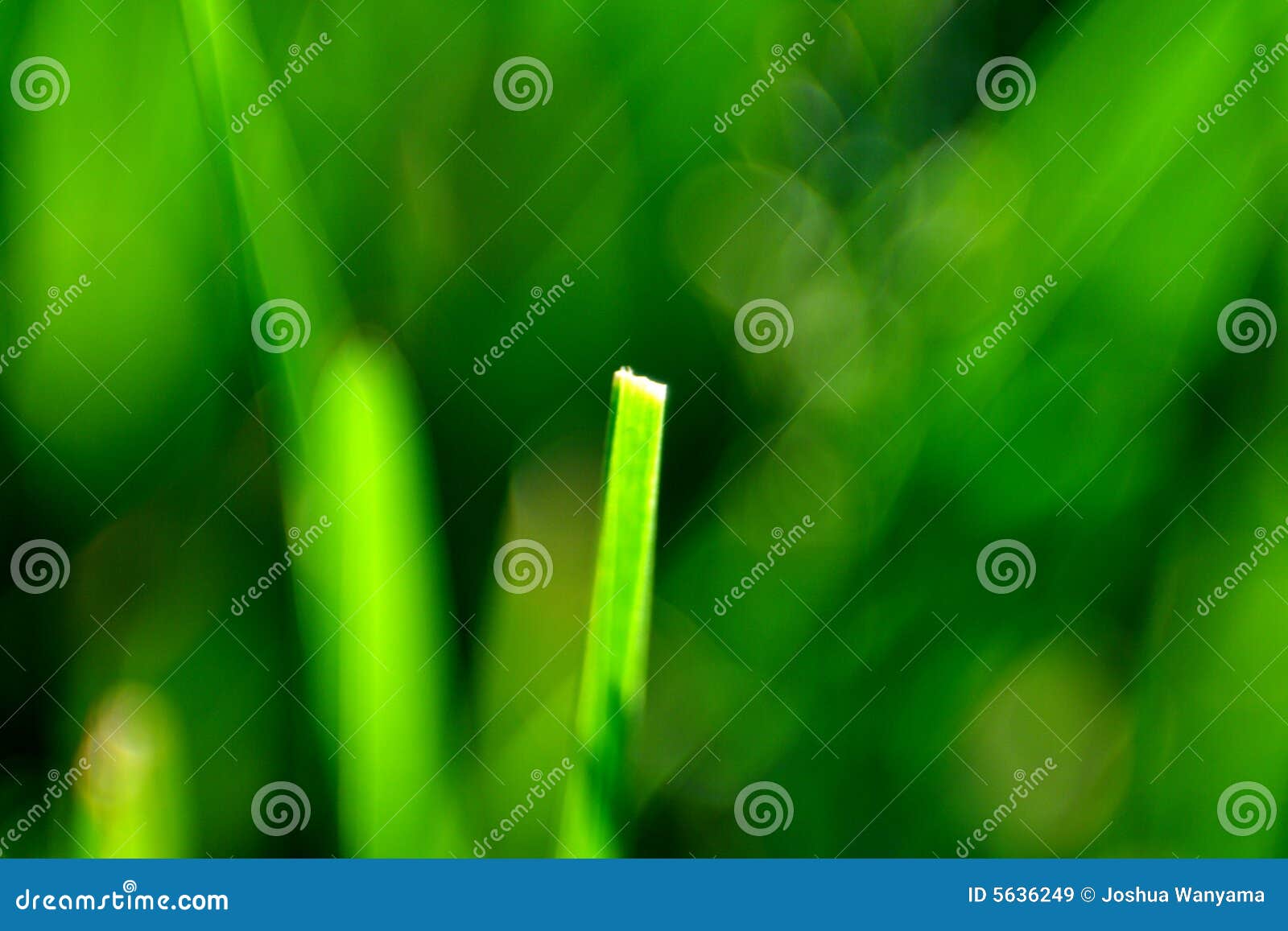 Broken blade of grass stock image. Image of blade, shoot - 5636249