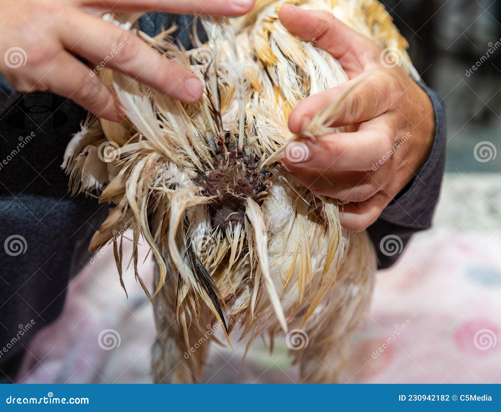 Broken Blood Feathers on a Chicken Stock Photo - Image of poultry, bird ...
