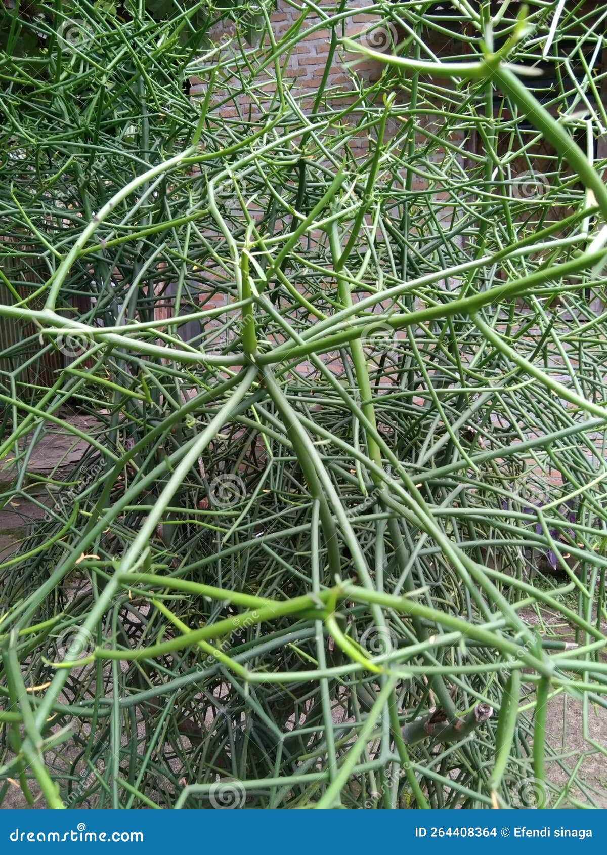 Broken Bone Flower Tree or Stick Tree Stock Photo - Image of wildflower ...