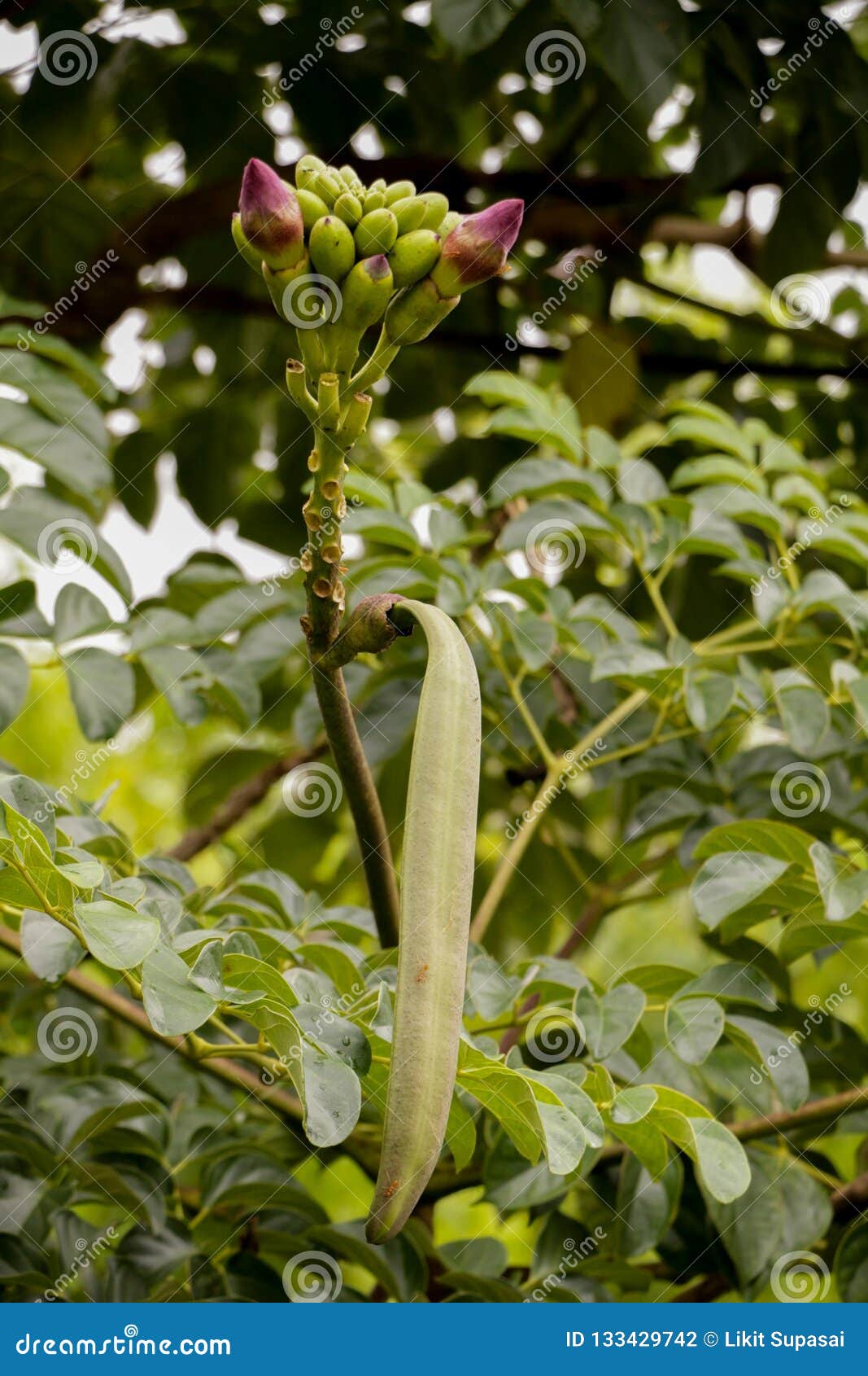 Broken Bones Tree Royalty-Free Stock Photo | CartoonDealer.com #62531895