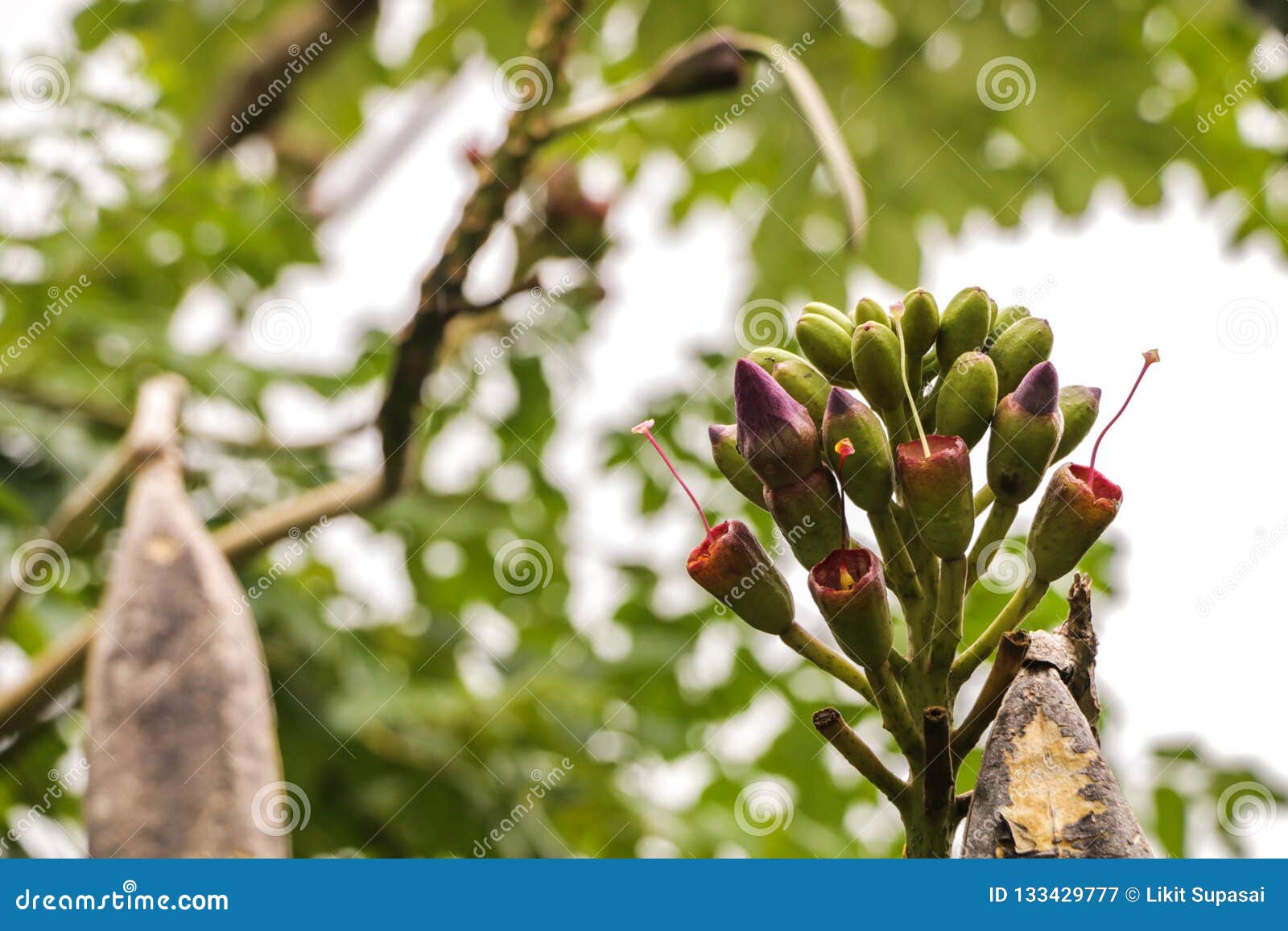 Broken Bones Tree, Damocles Tree, Indian Trumpet Flower (Oroxylum ...