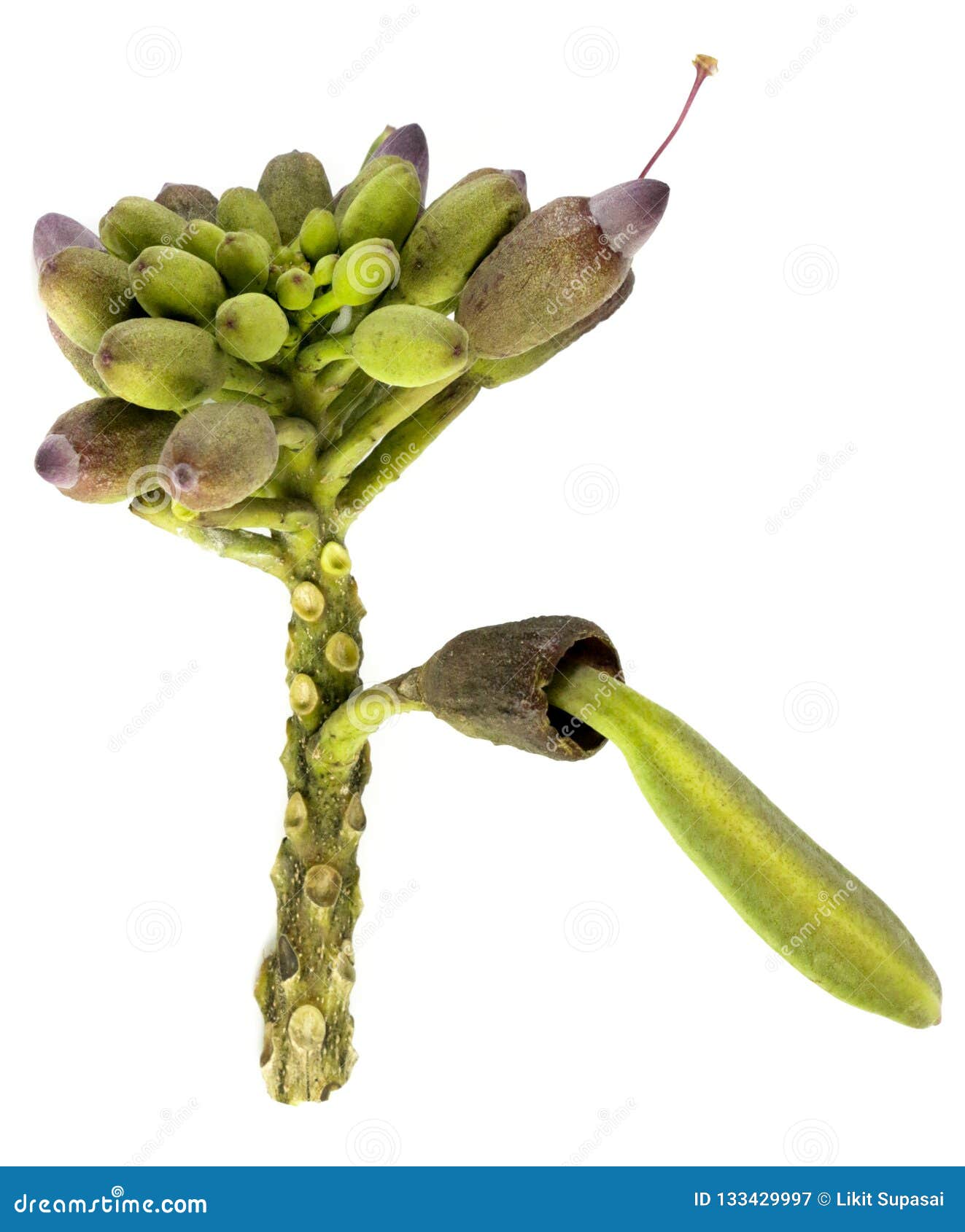 Broken Bones Tree White Background in Studio Stock Image - Image of ...