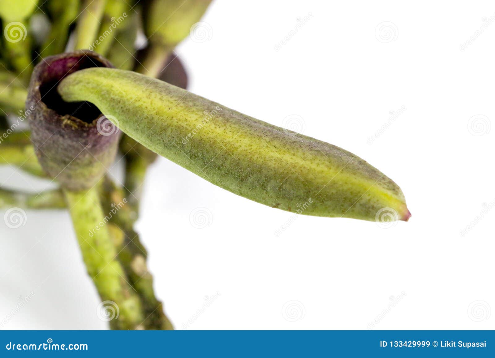 Broken Bones Tree White Background in Studio Stock Image - Image of ...
