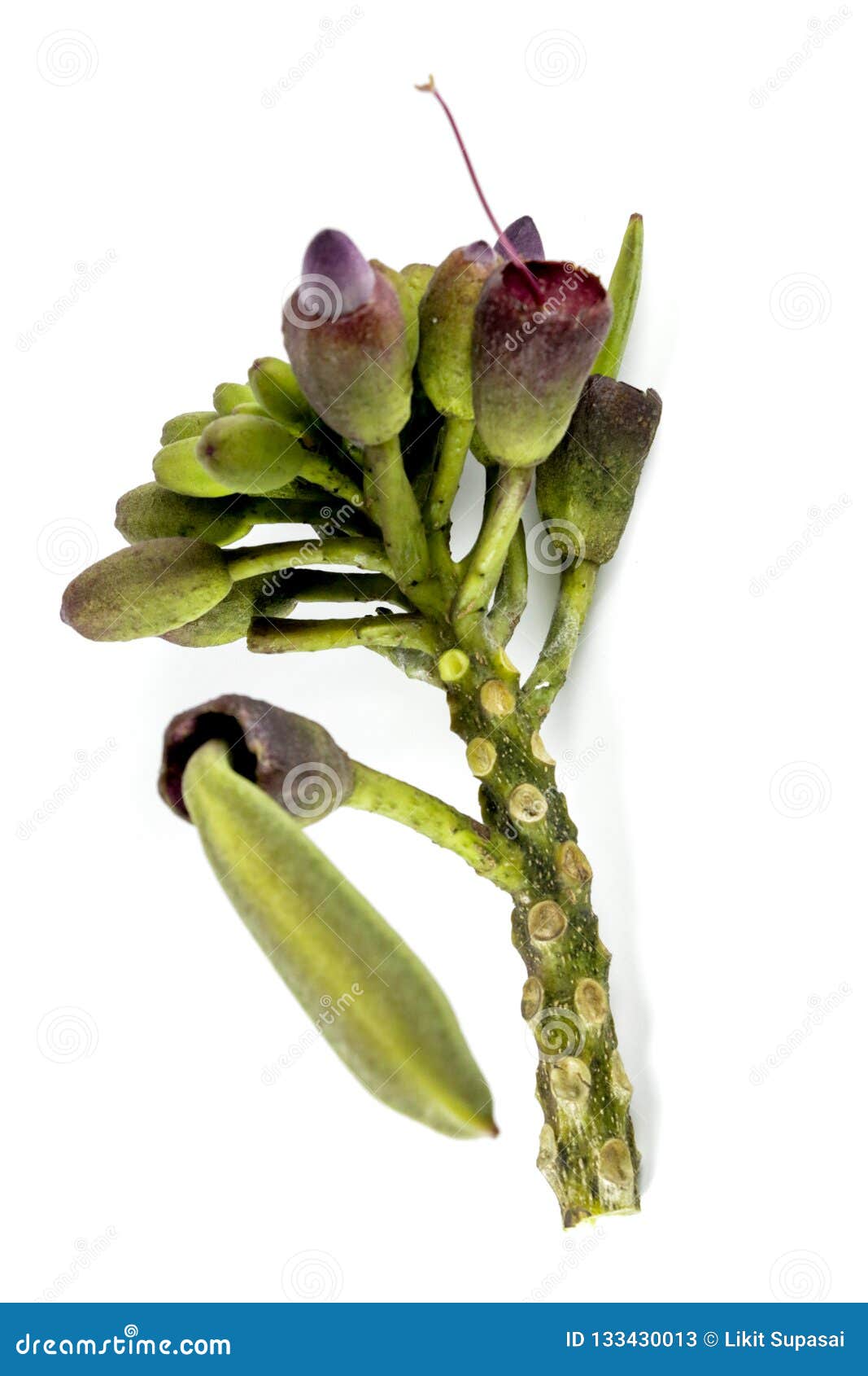 Broken Bones Tree White Background in Studio Stock Image - Image of ...