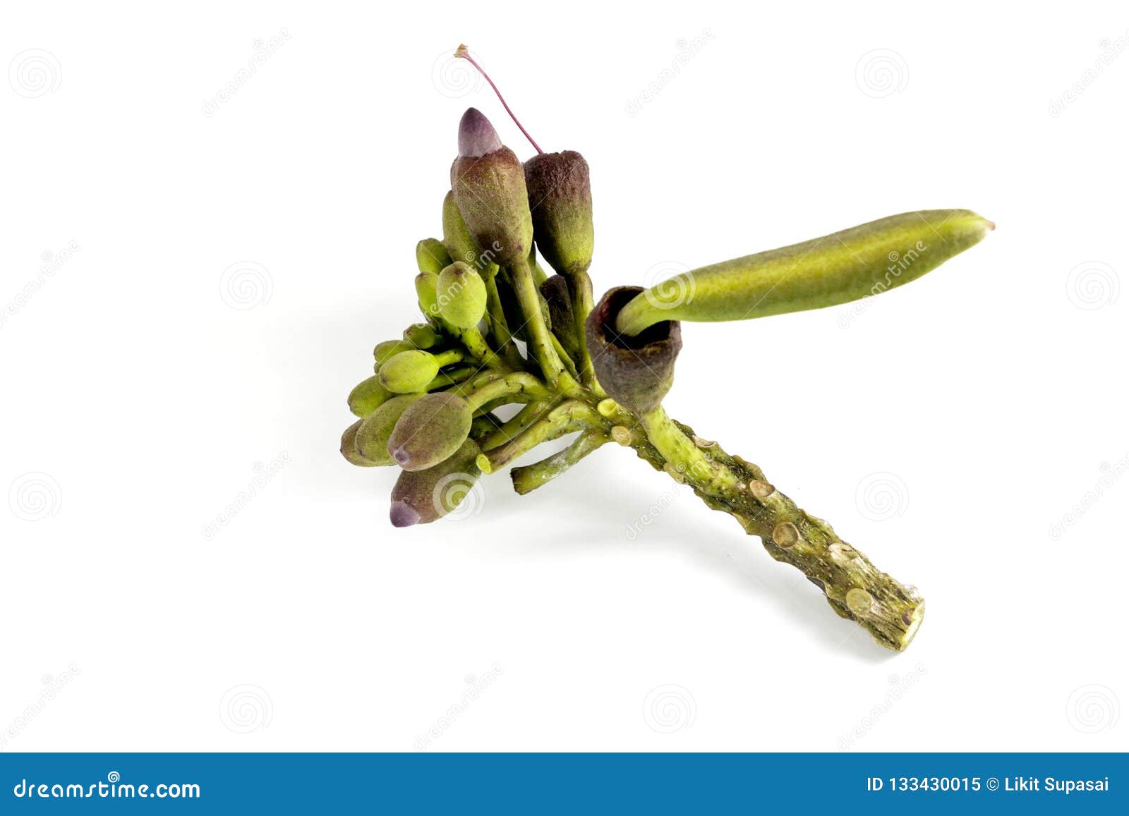 Broken Bones Tree White Background in Studio Stock Image - Image of ...