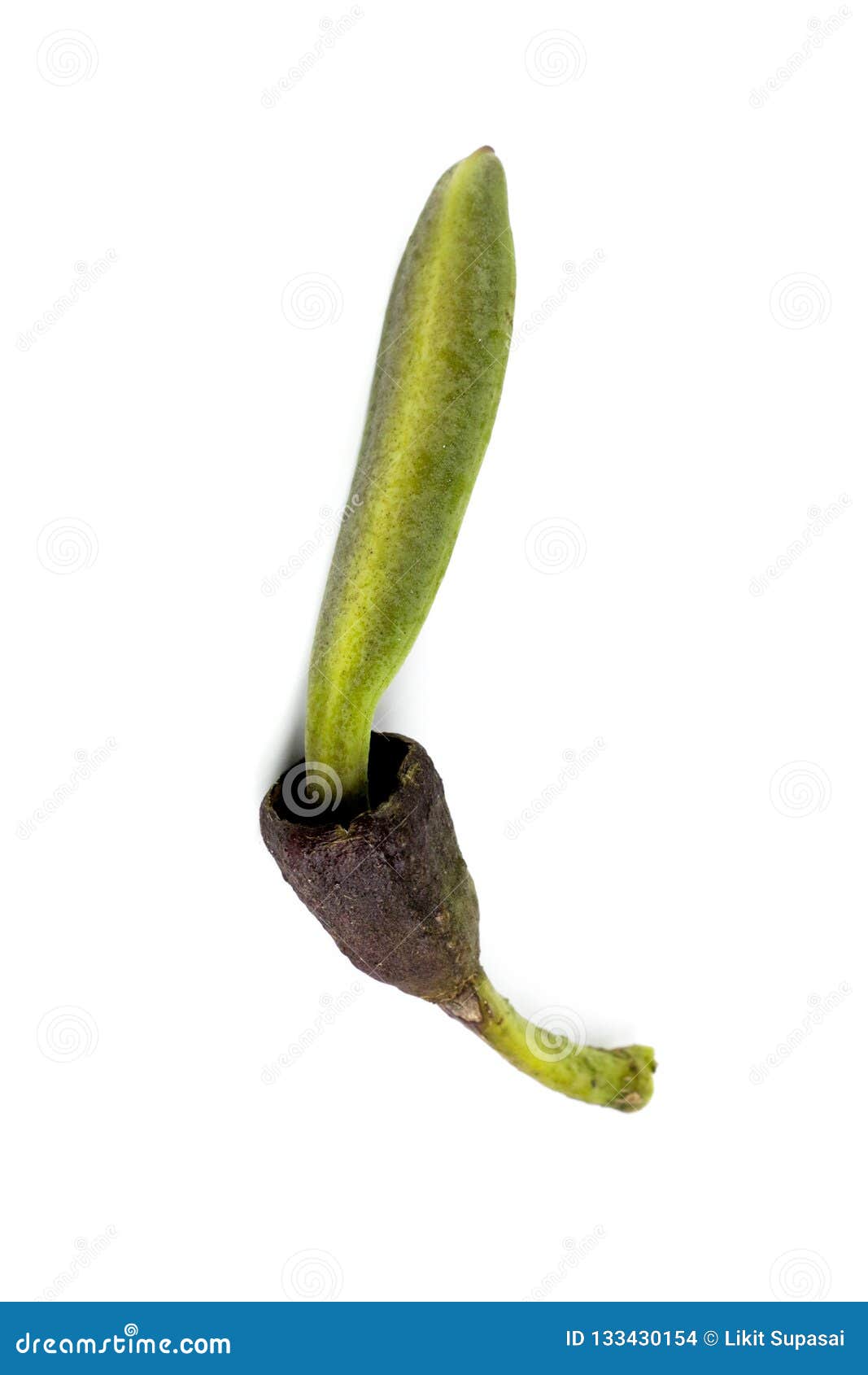 Broken Bones Tree White Background in Studio Stock Photo - Image of ...