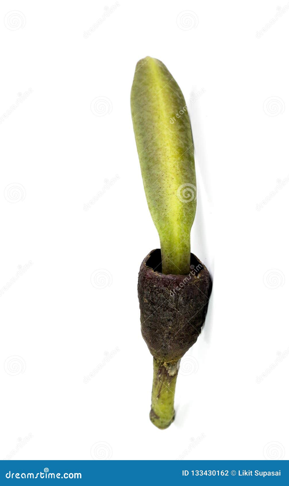 Broken Bones Tree White Background in Studio Stock Photo - Image of ...