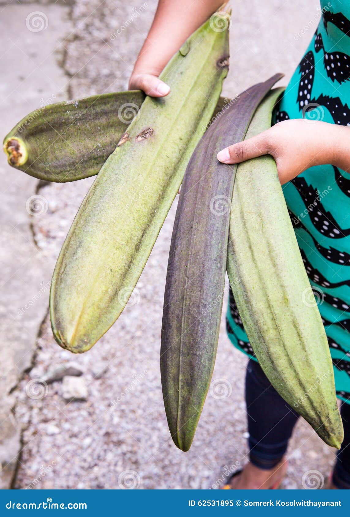 Broken Bones Tree Royalty-Free Stock Photo | CartoonDealer.com #62531895