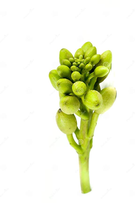 Broken Bones Tree White Background in Studio Stock Image - Image of ...