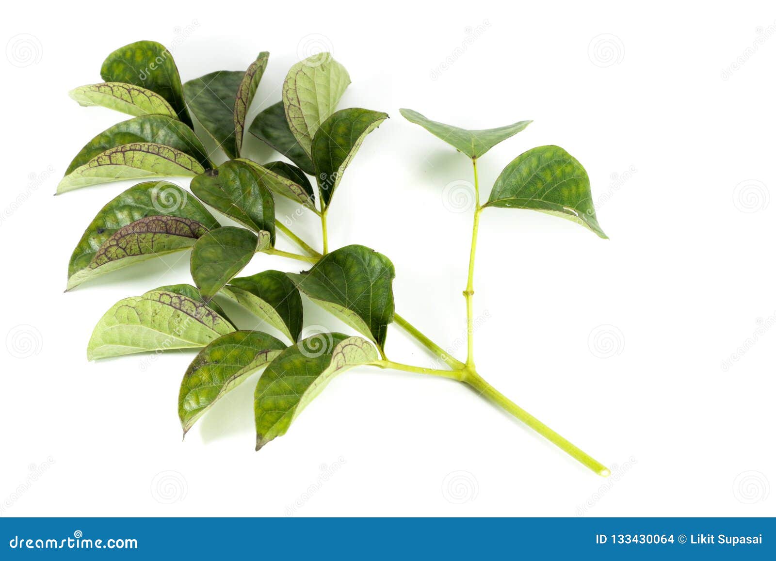 Broken Bones Tree White Background in Studio Stock Photo - Image of ...