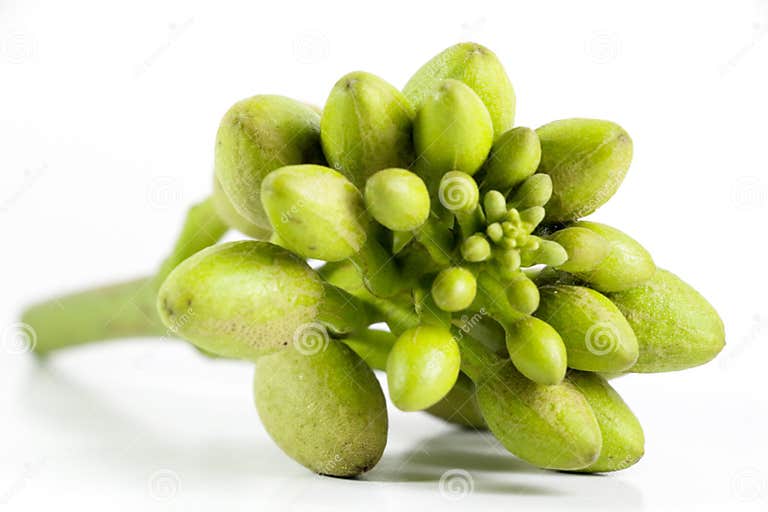 Broken Bones Tree White Background in Studio Stock Photo - Image of ...