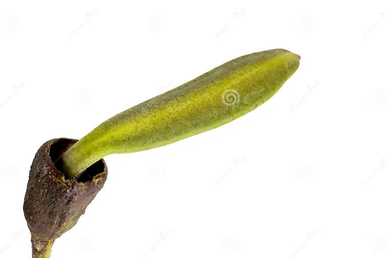 Broken Bones Tree White Background in Studio Stock Photo - Image of ...