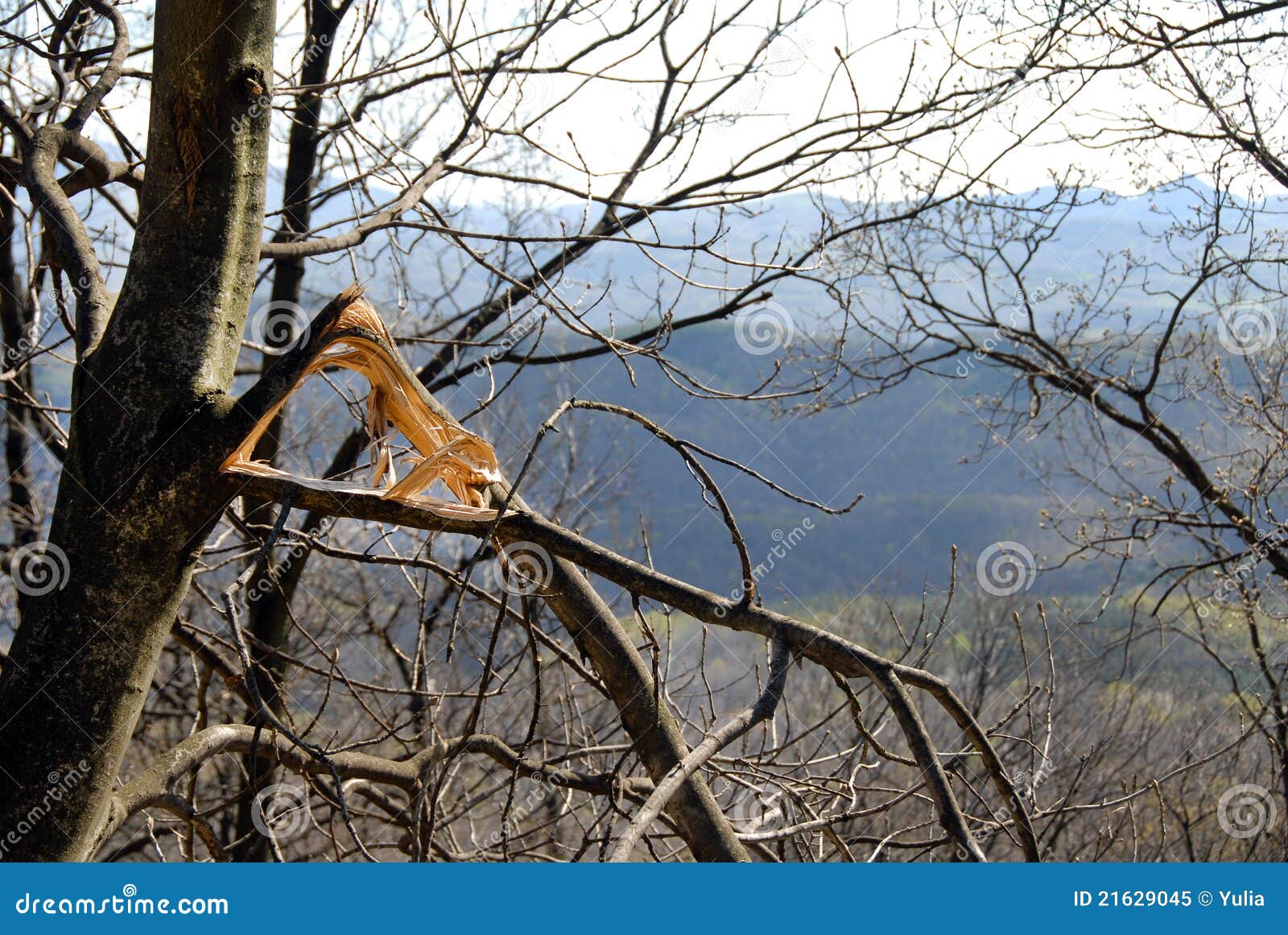 Broken branch stock image. Image of environment, mountain - 21629045