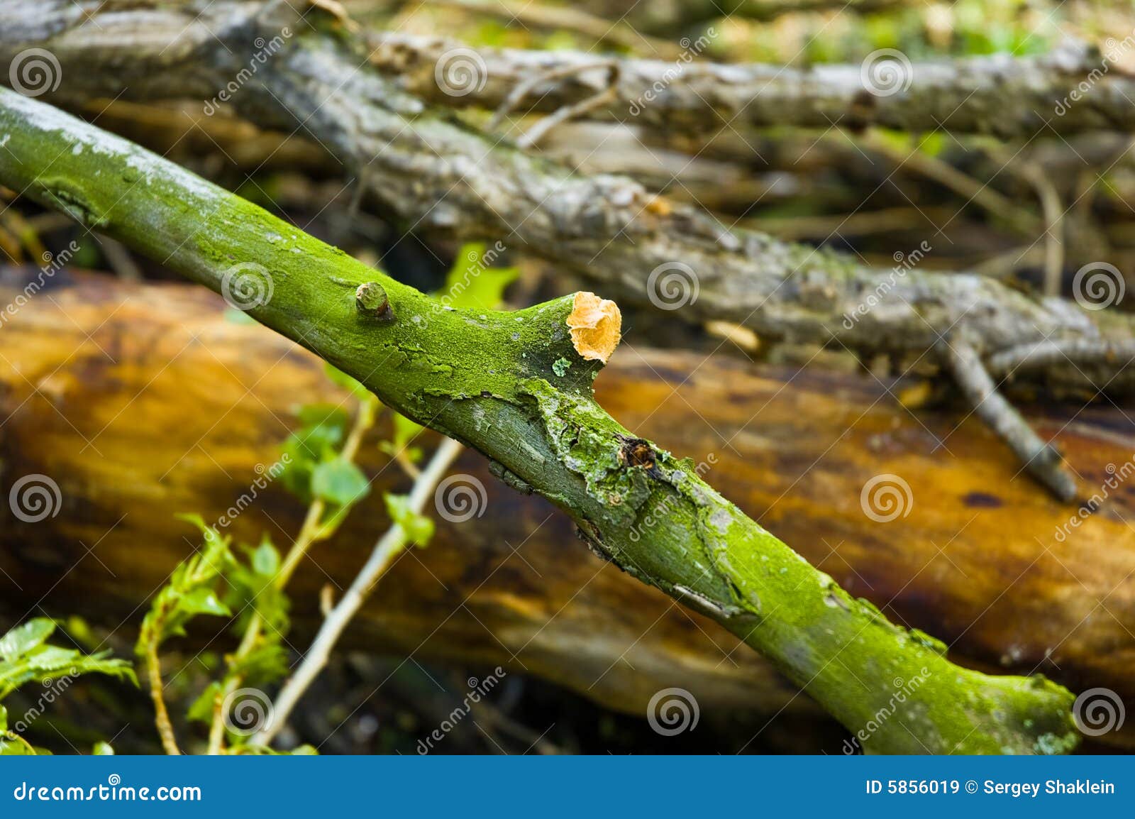 Broken Branch Picture. Image: 5856019