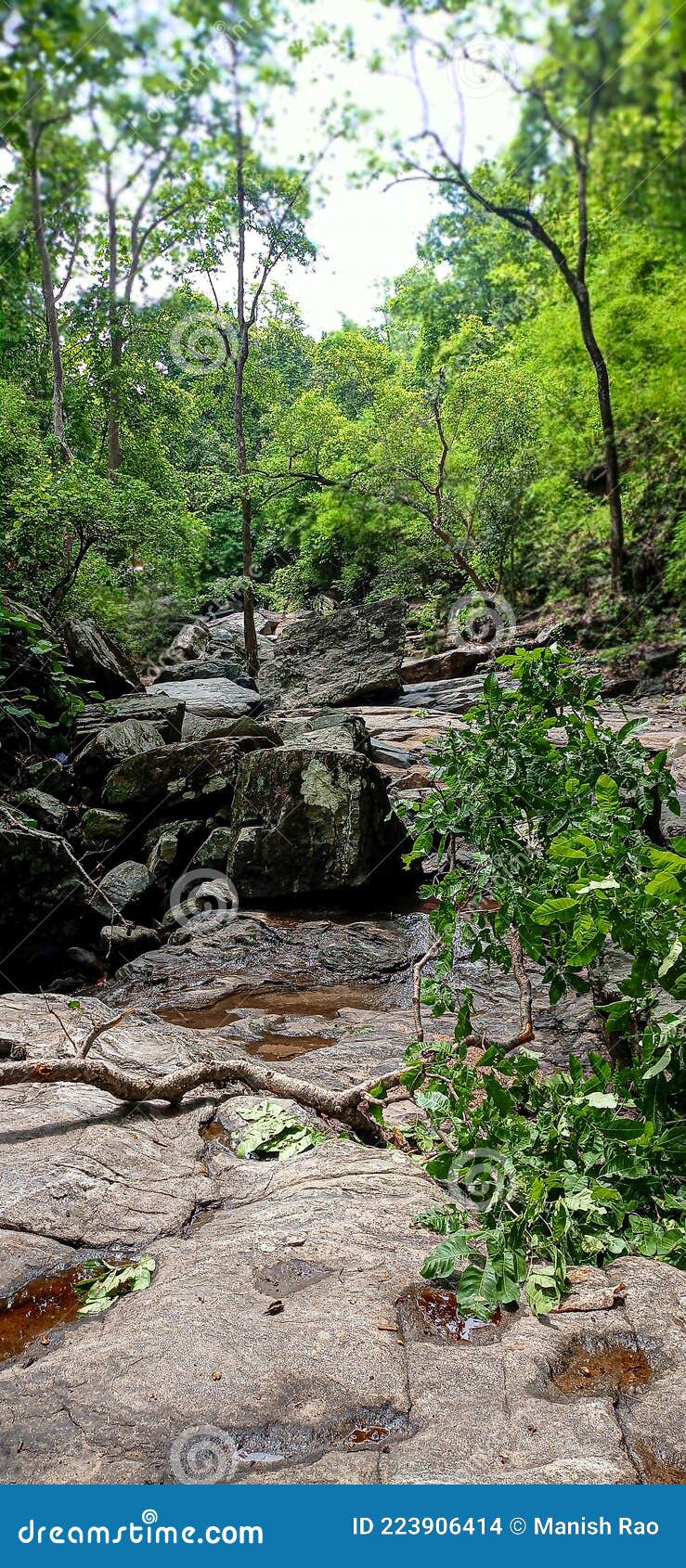 A Broken Branch of the Alive Tree Stock Photo - Image of branch, green ...