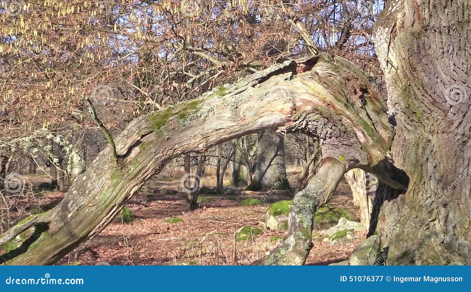 Broken Branch Stock Footage & Videos - 523 Stock Videos